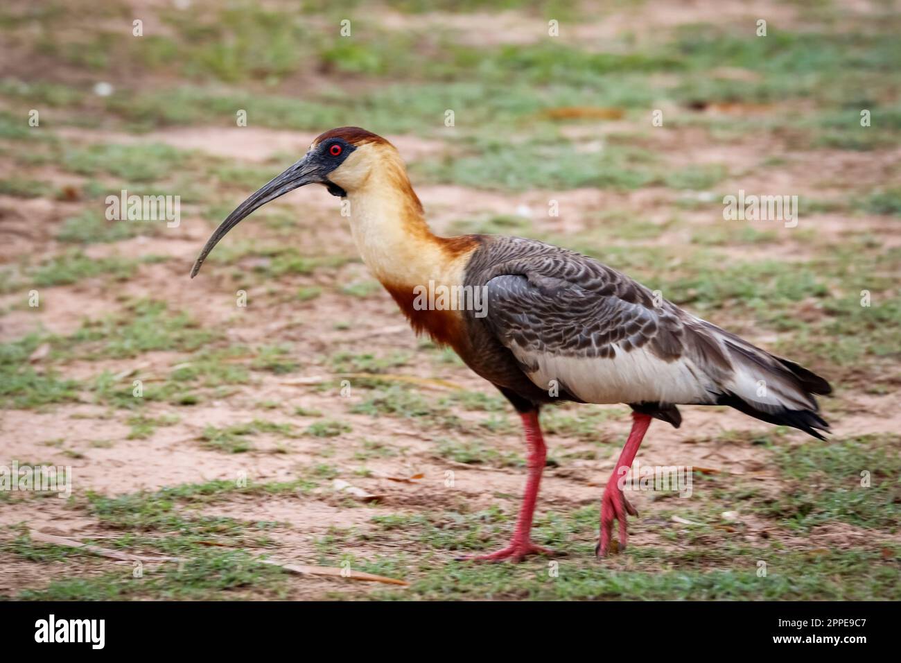 Side view of a Buff-necked Ibis walking on the ground, Pantanal ...