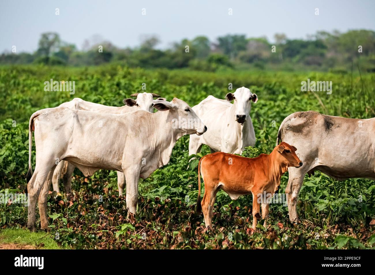 A group of typical Pantanal cattle standing in a green field, facing ...
