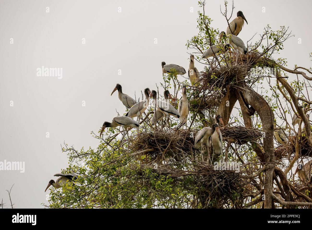 Big group of Wood Storks in a branched tree with nests, Pantanal ...