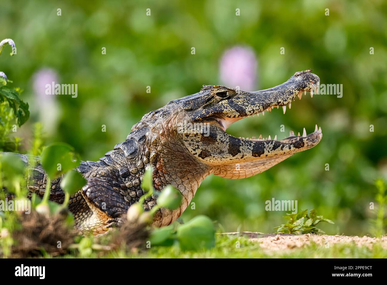 Yacare caiman profile with open mouth against green defocused ...