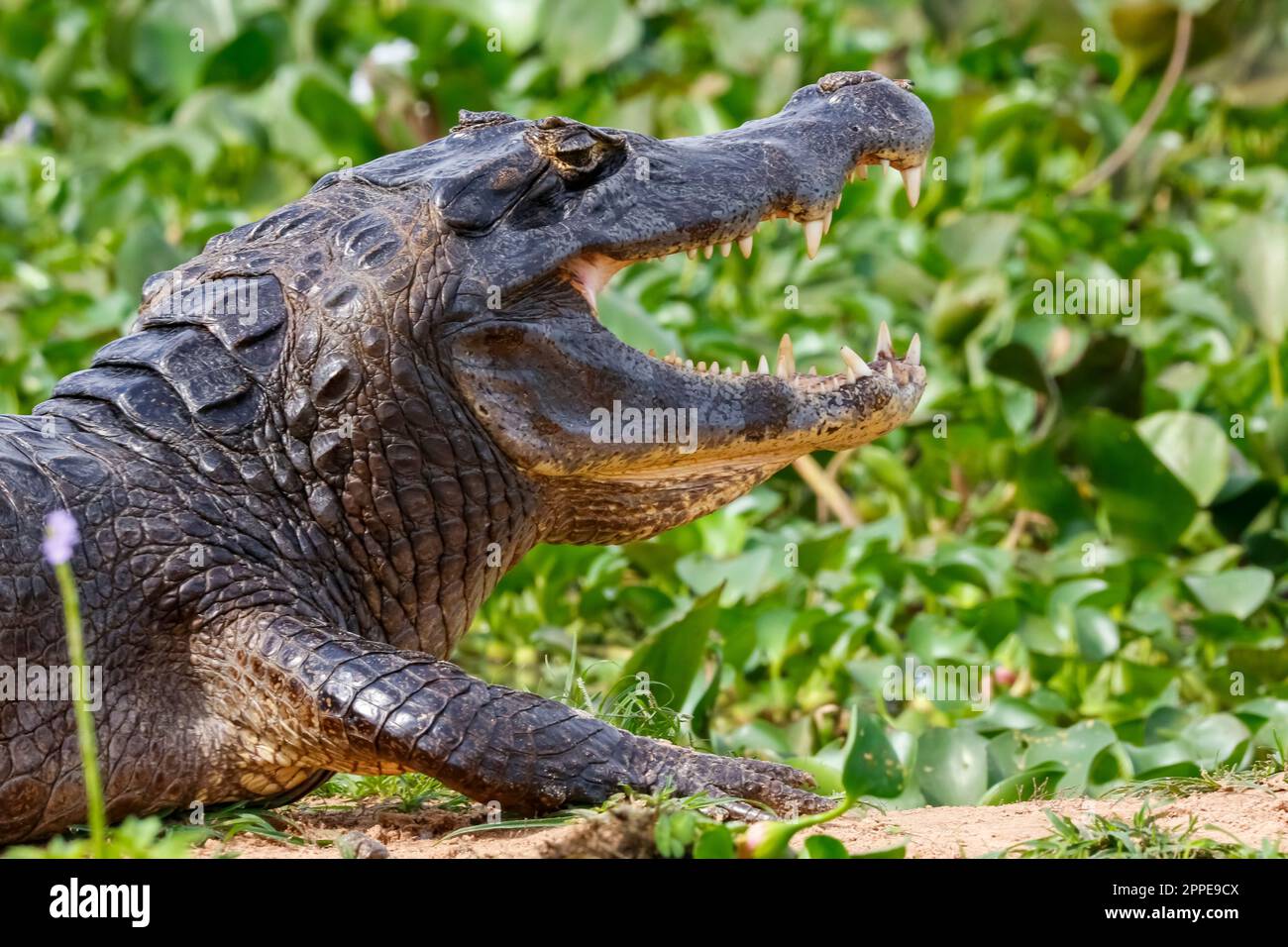 Side view of upper body of a big Yacare Caiman with open mouth against ...