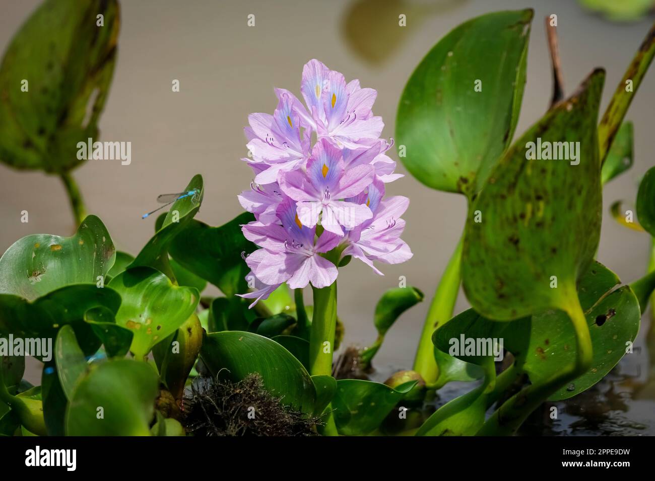 Beautiful pink Water Hyacinth blossom framed by green leaves, Pantanal ...