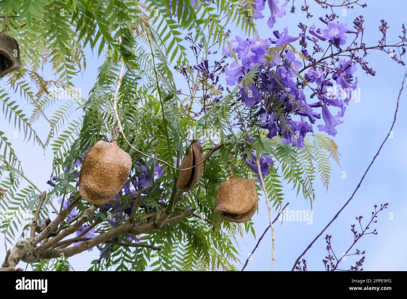 Beautiful panicle of purple flowers in a tree with big brown seeds in ...