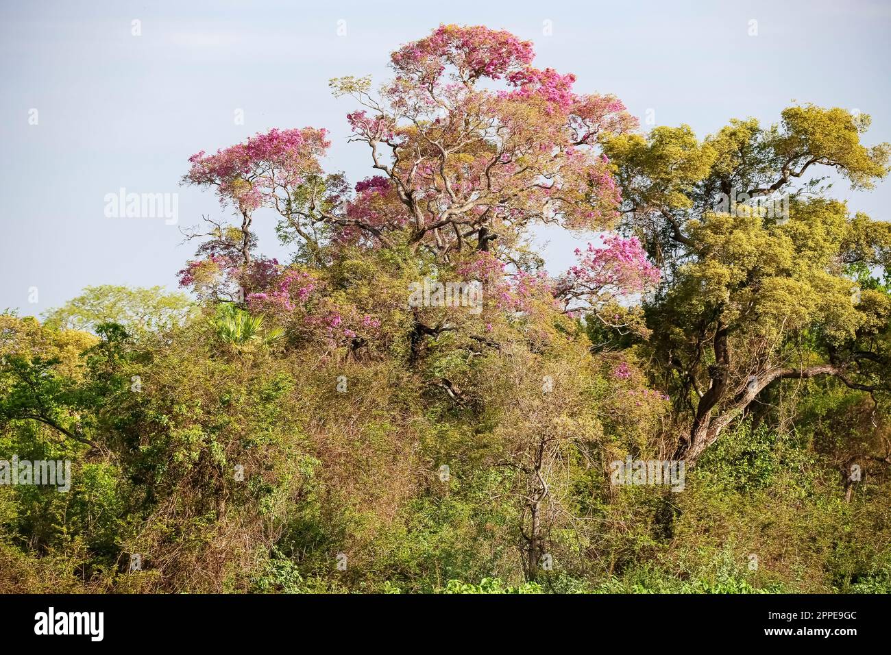 Pink Piuva Tree full in bloom in a Cerrado Forest, Pantanal Wetlands ...
