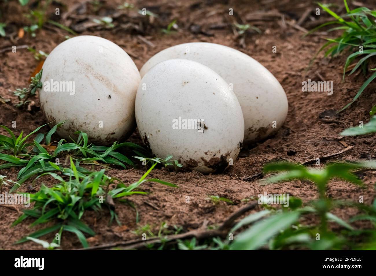 Close-up of three Nandu or Rhea eggs lying in its nest of soil in the ...