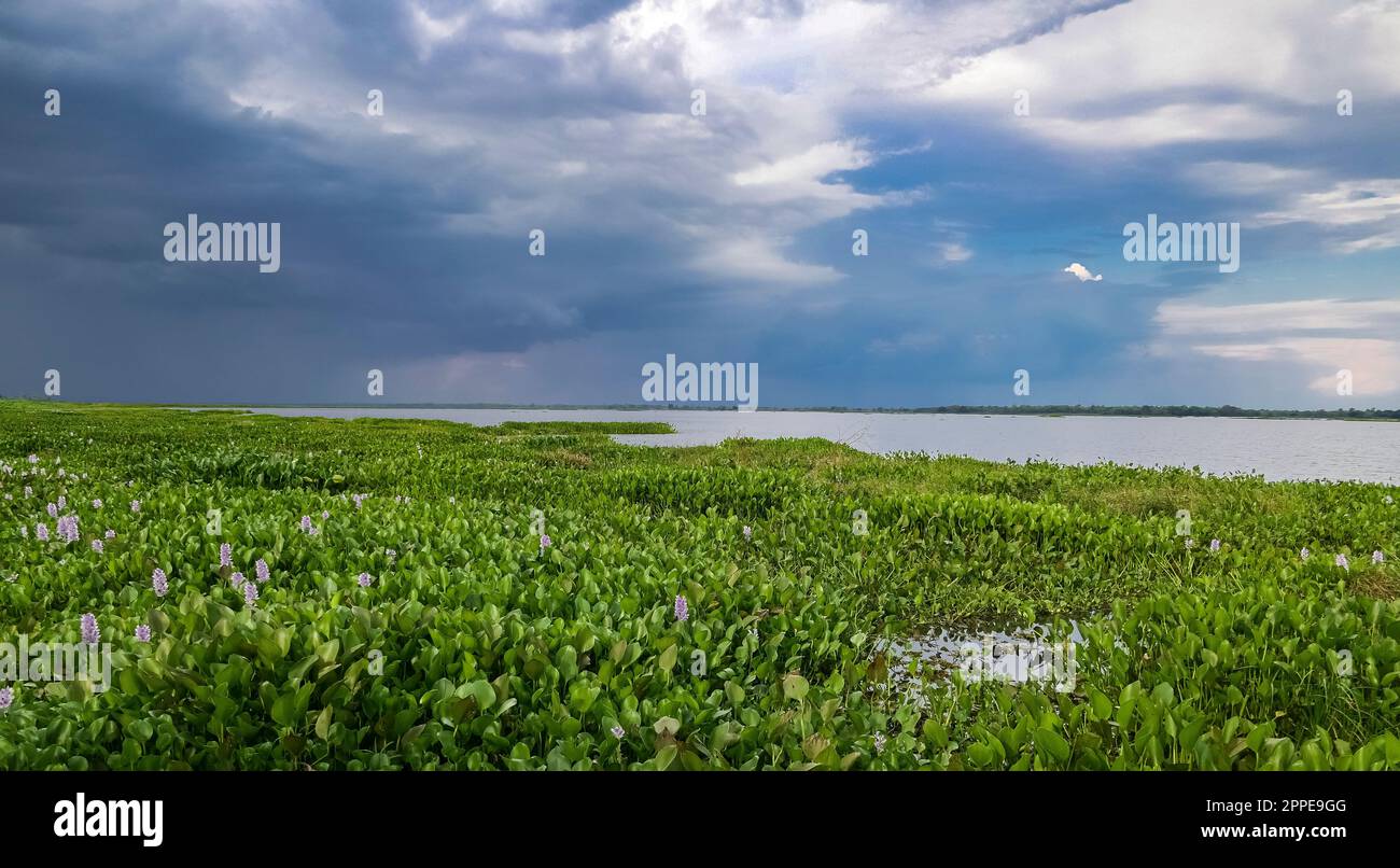 View over a lagoon and green Water Hyacinths covering the edge with ...