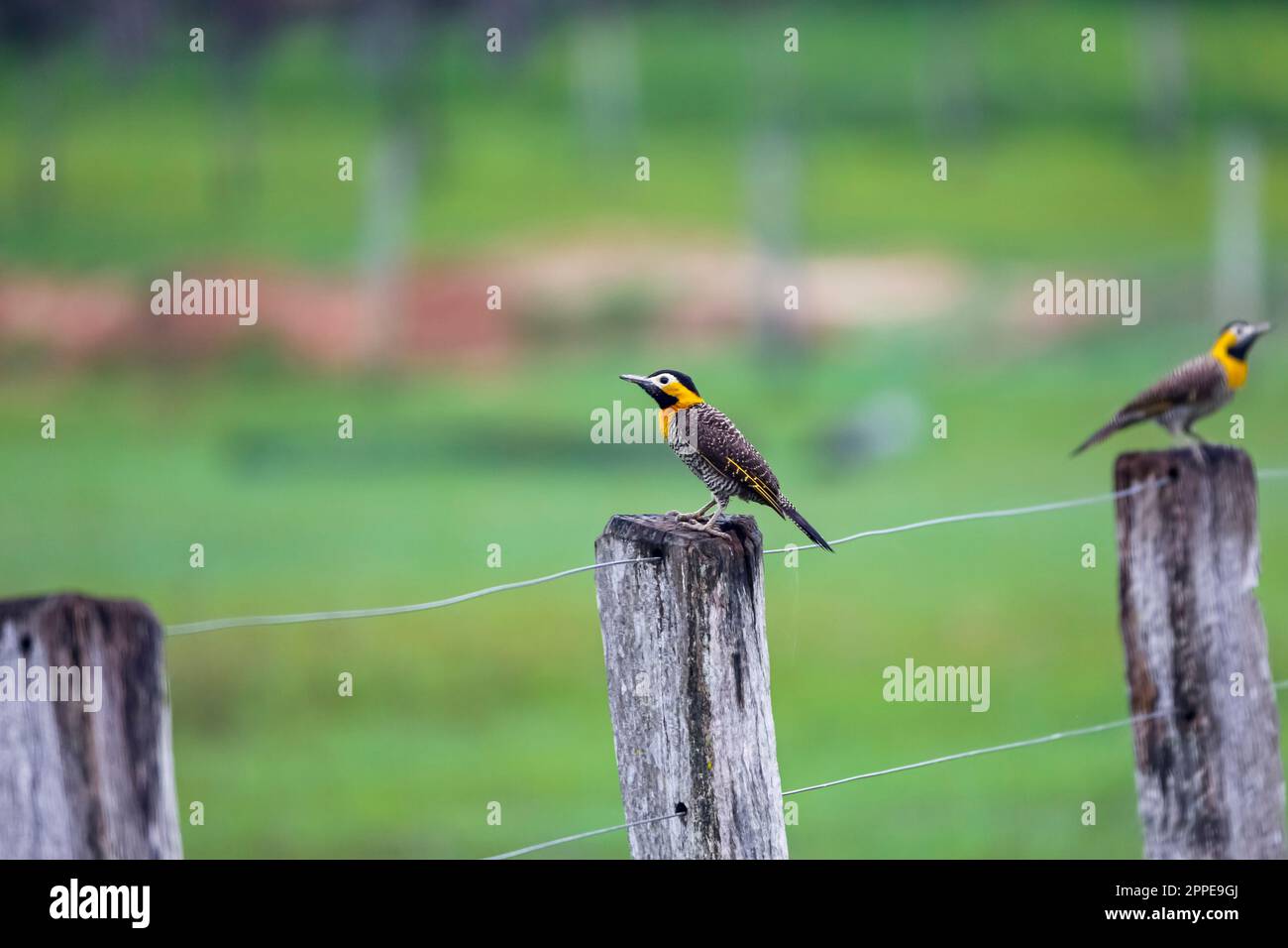 Two Campo Flicker, typical birds of the Cerrado perching on wooden ...