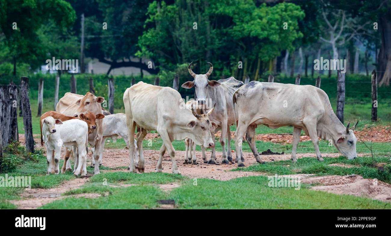 Typical Pantaneiro cattle grazing on a meadow with trees in background ...