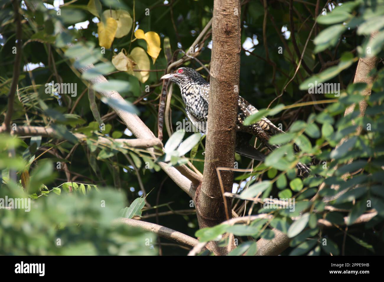 Koel hi-res stock photography and images - Alamy