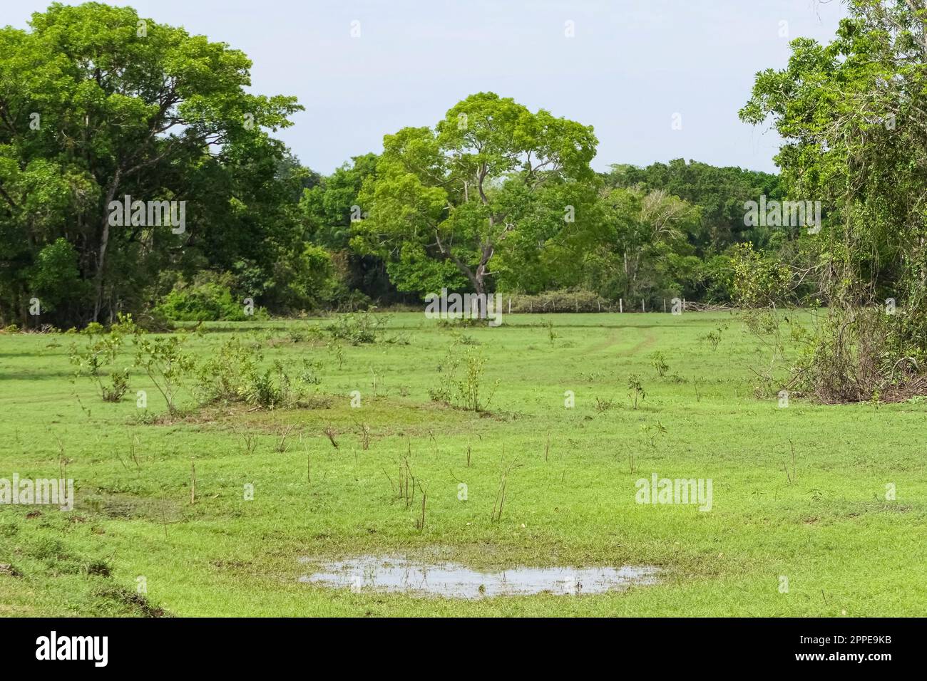 Typical meadow and forest landscape in the Pantanal Wetlands, rainy ...