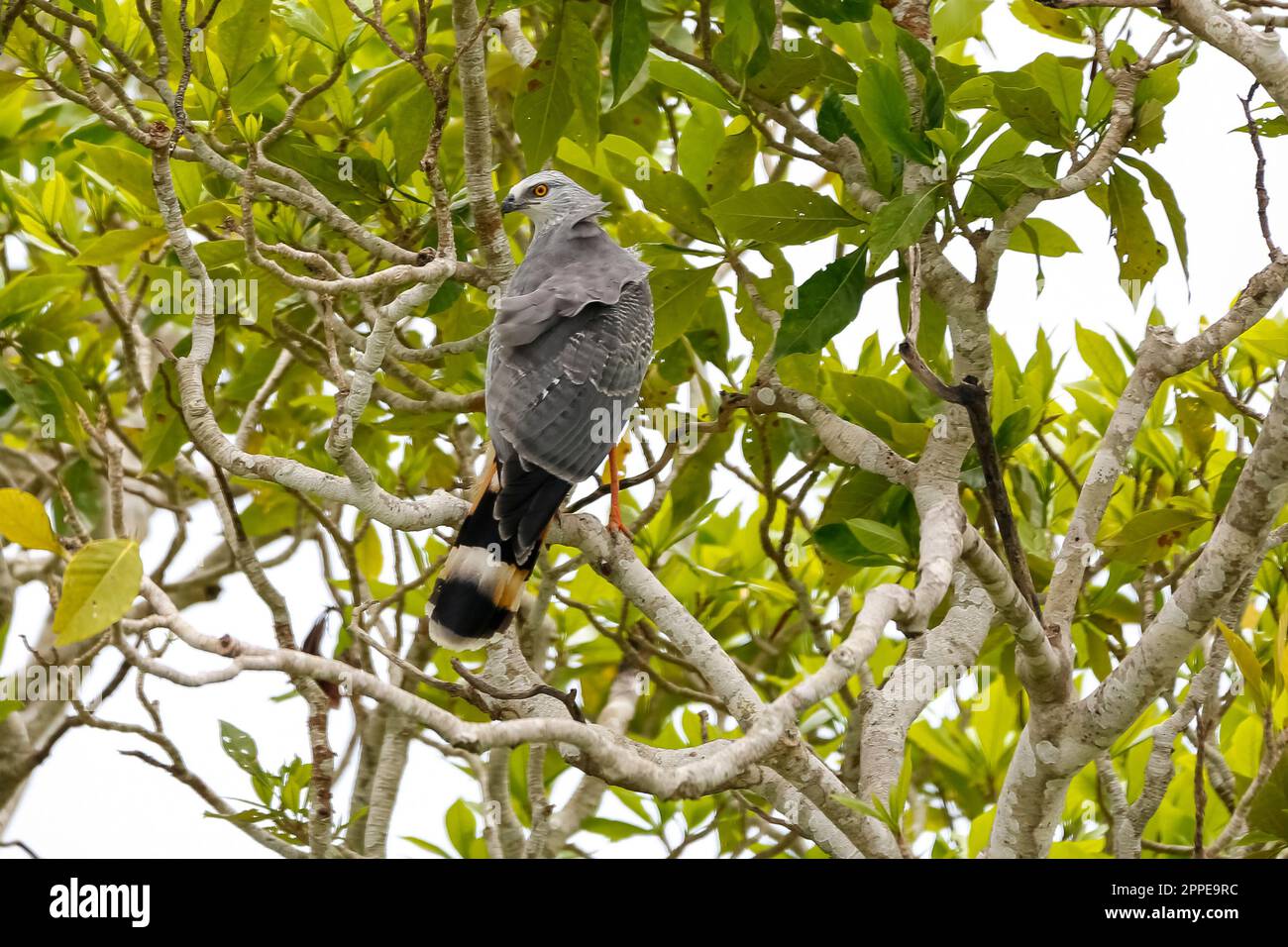Crane Hawk perched in a tree with leaves, Pantanal Wetlands, Mato ...
