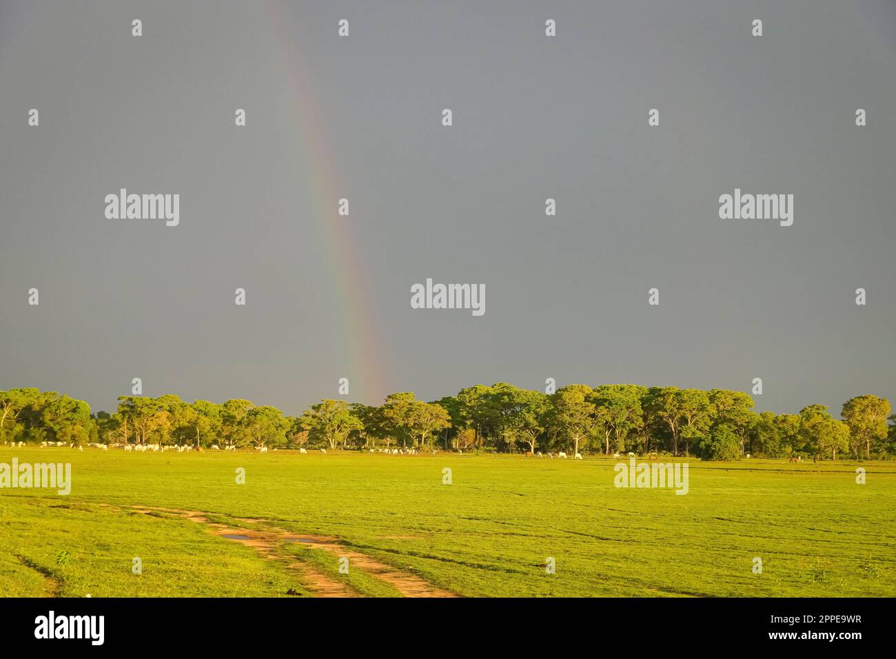 View of green pasture land with treelined horizon and dark sky with ...