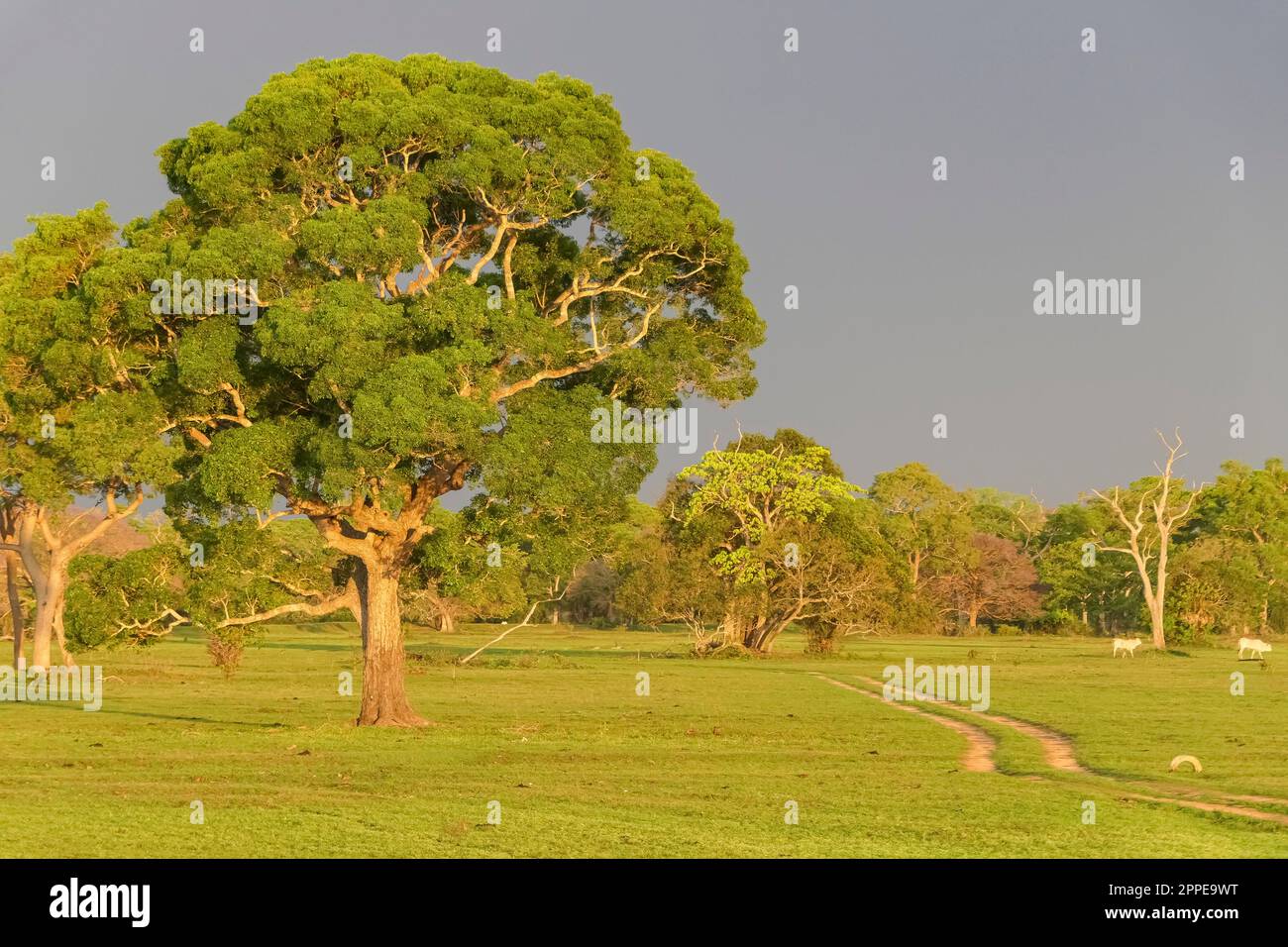 Typical meadow and forest landscape in the Pantanal Wetlands, green ...