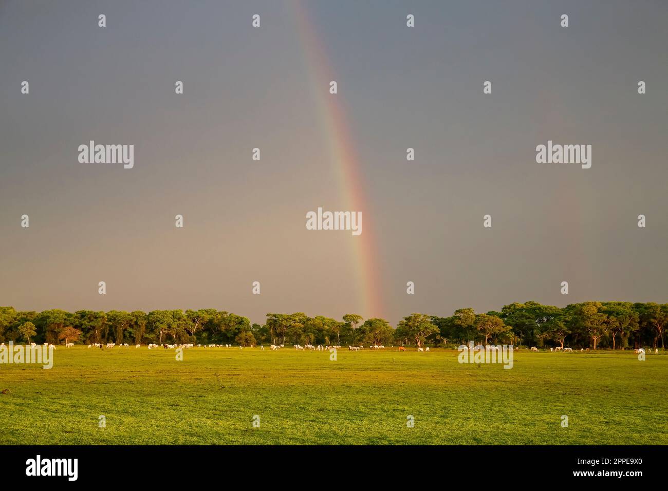 Idyllic view of pasture land with dark sky, sunlight and a glowing ...