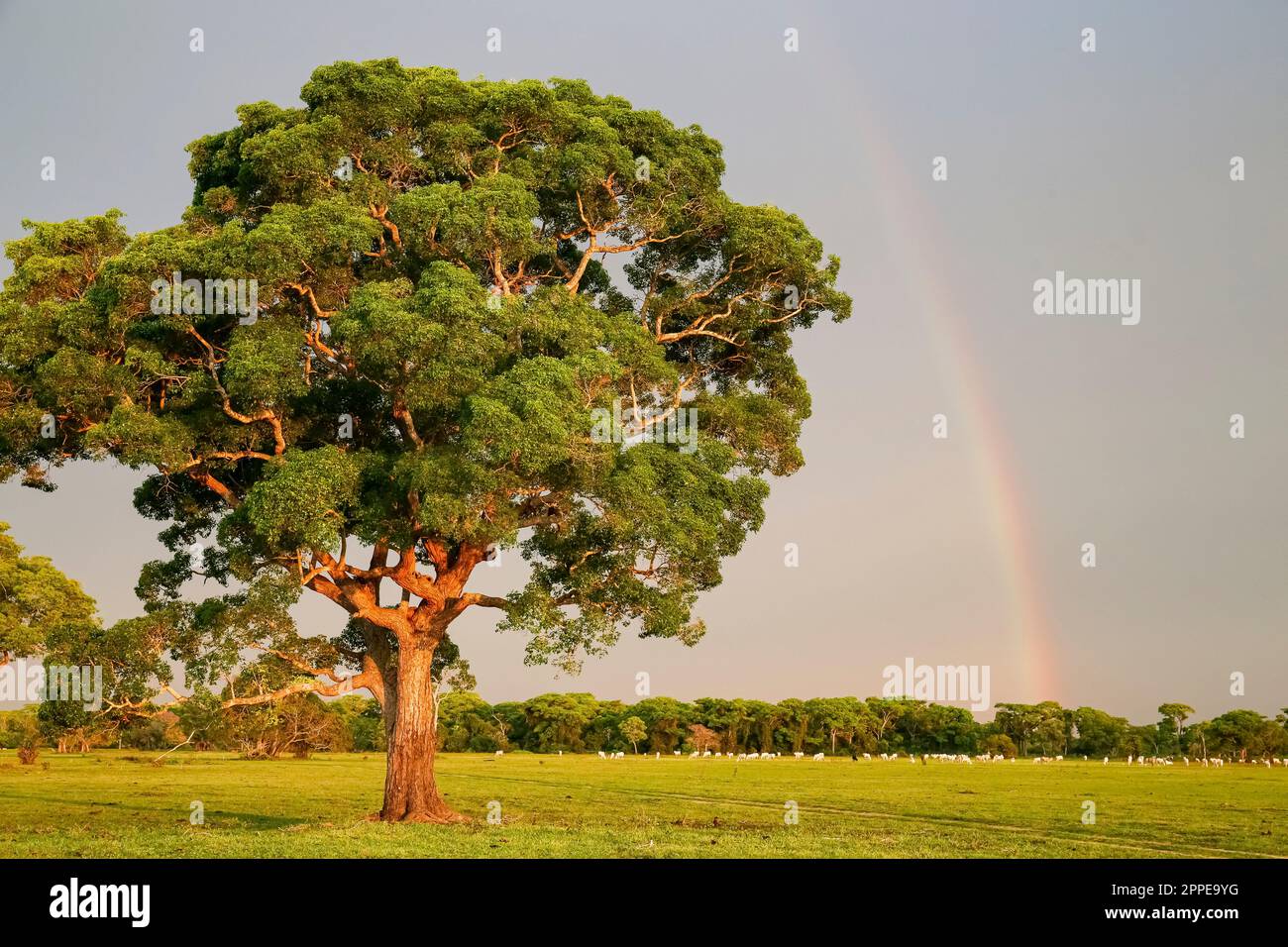 Gorgeous tree on a meadow in warm sunlight and a rainbow against the ...