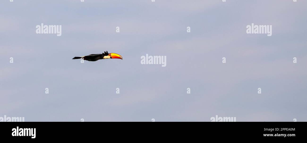 Toco Toucan in flight against bright sky, Pantanal Wetlands, Mato ...