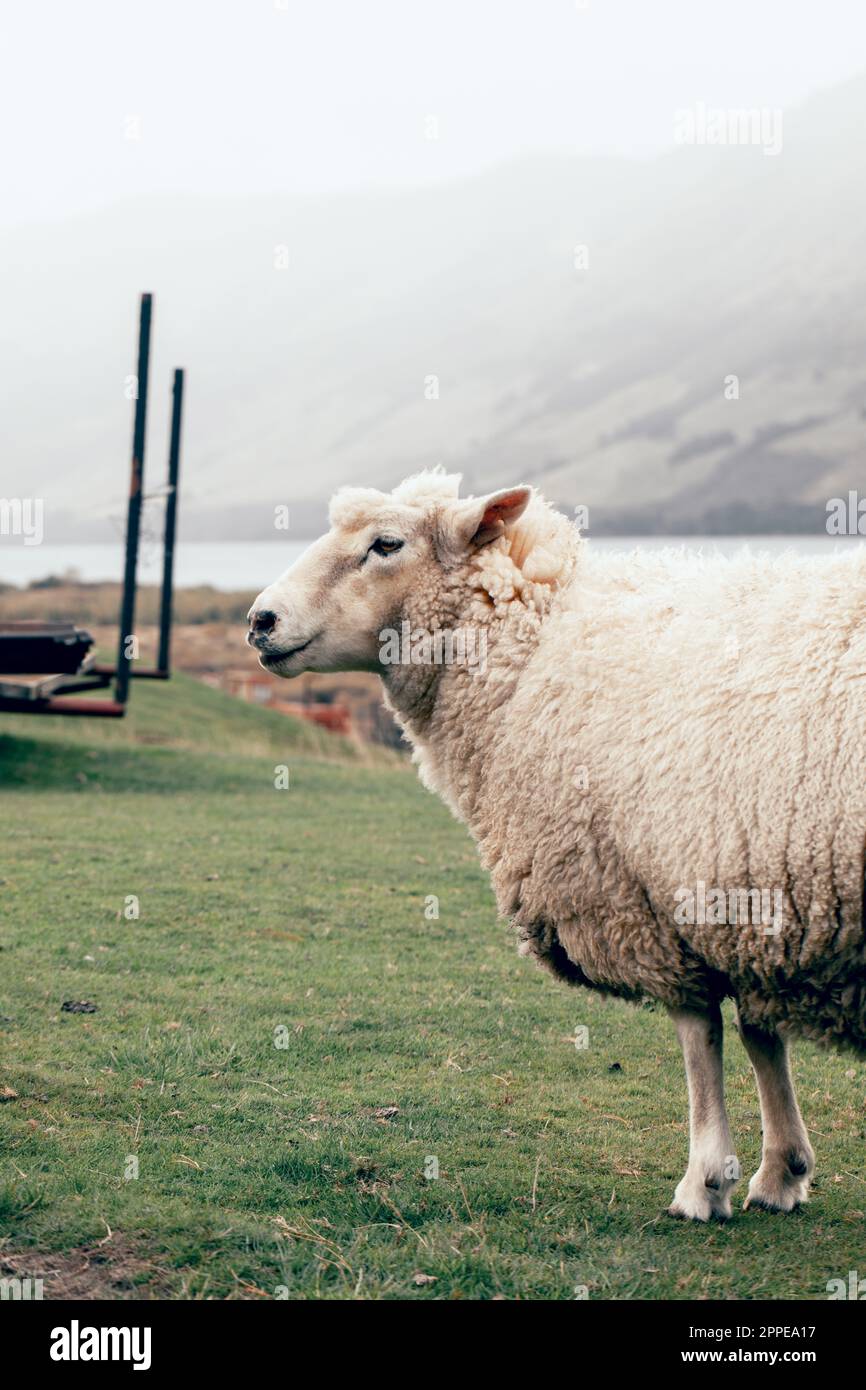 Sheep graze outdoors in New Zealand. Small cattle, animal husbandry ...