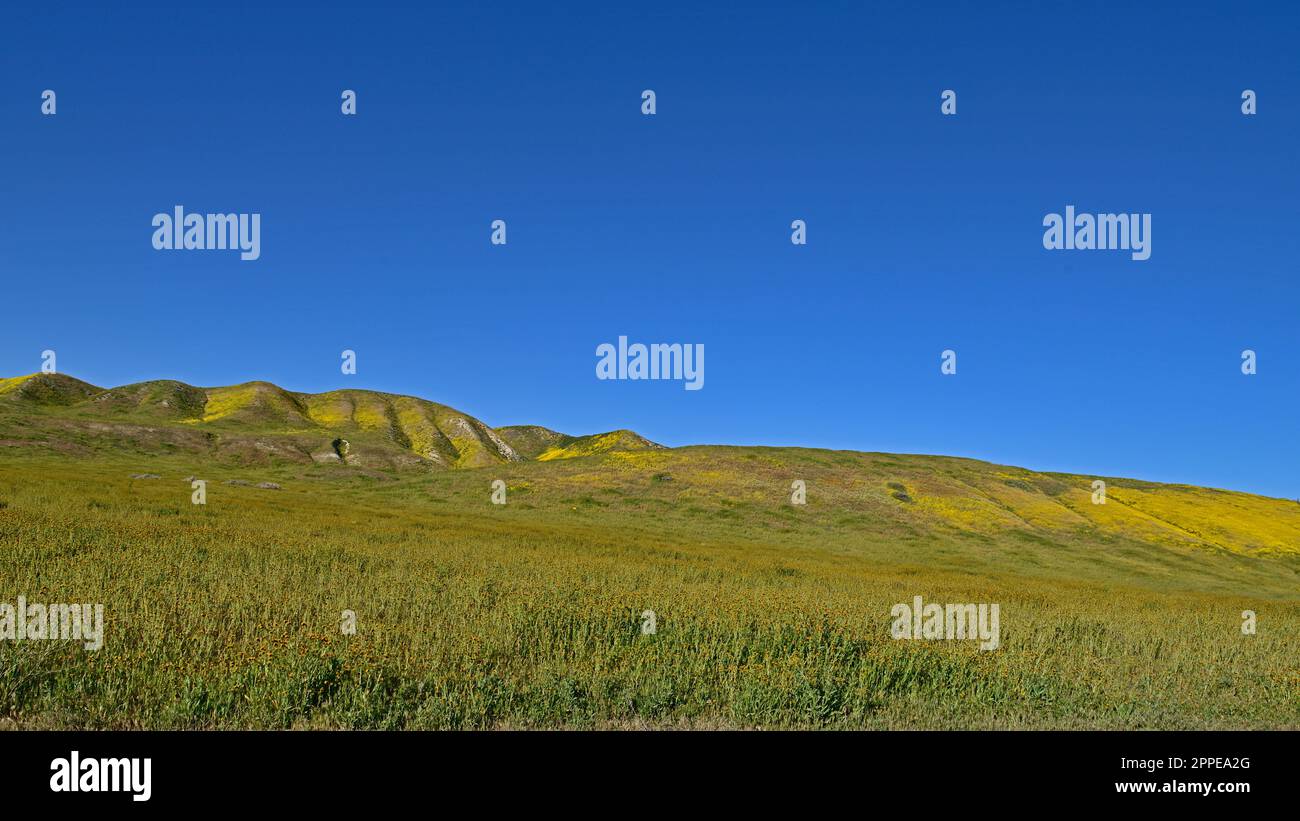 California Super Bloom Wildflower - Carrizo Plain Stock Photo - Alamy