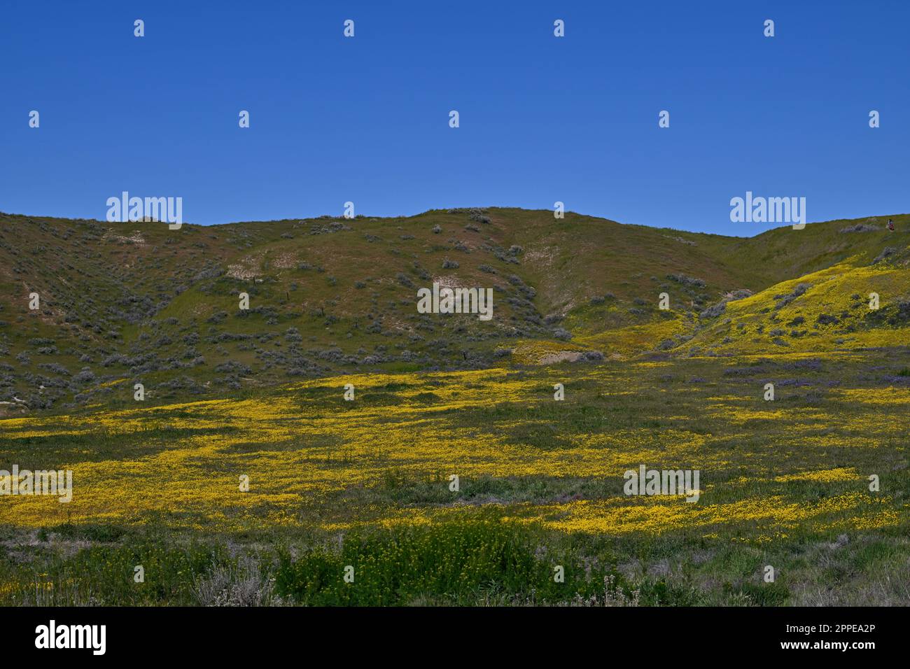California Super Bloom Wildflower - Carrizo Plain Stock Photo - Alamy