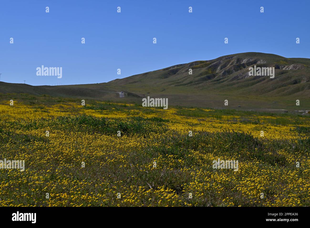California Super Bloom Wildflower - Carrizo Plain Stock Photo - Alamy