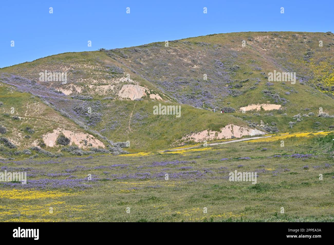 California Super Bloom Wildflower - Carrizo Plain Stock Photo - Alamy