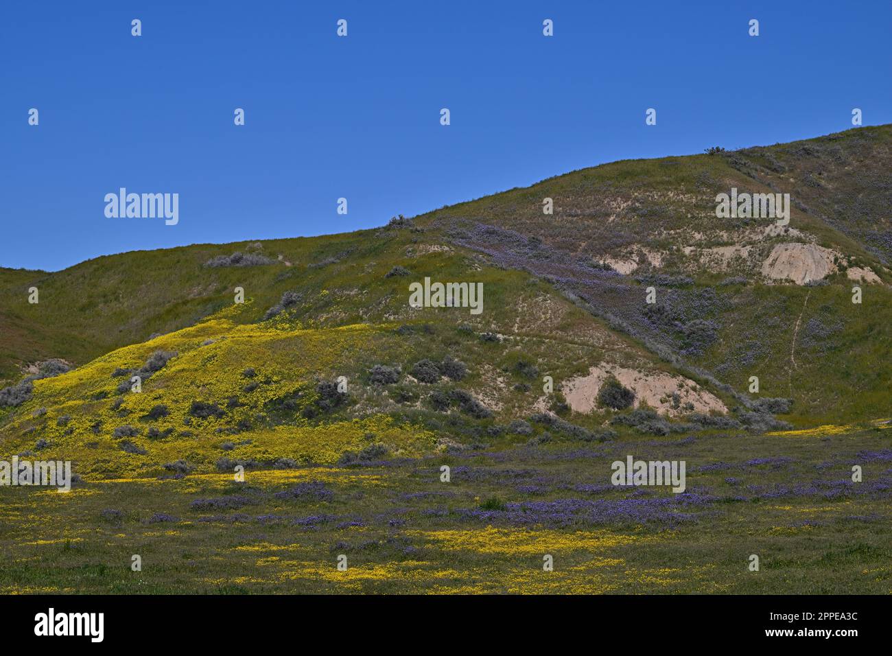 California Super Bloom Wildflower - Carrizo Plain Stock Photo - Alamy