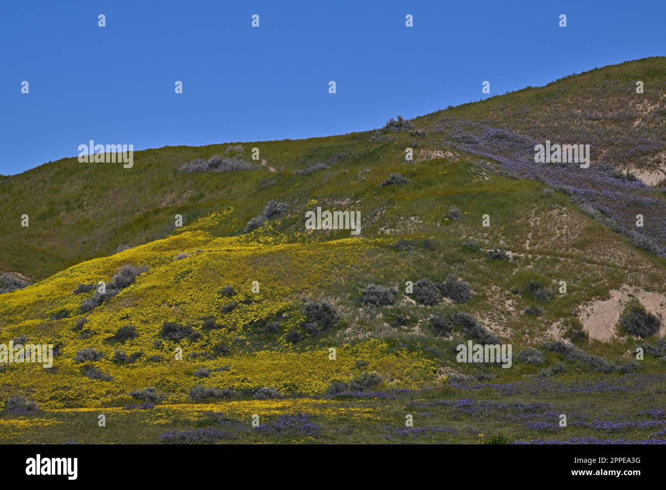 California Super Bloom Wildflower - Carrizo Plain Stock Photo - Alamy