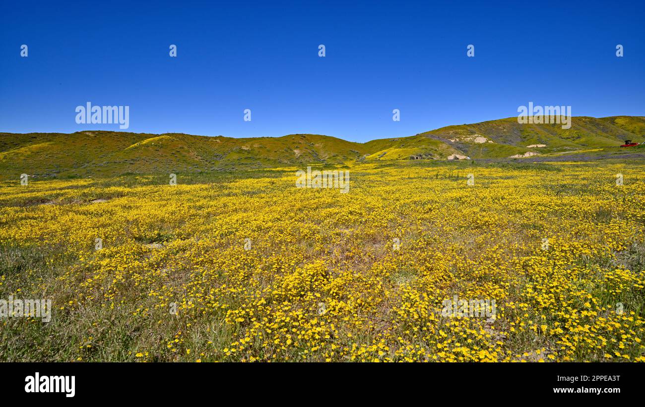 California Super Bloom Wildflower - Carrizo Plain Stock Photo - Alamy