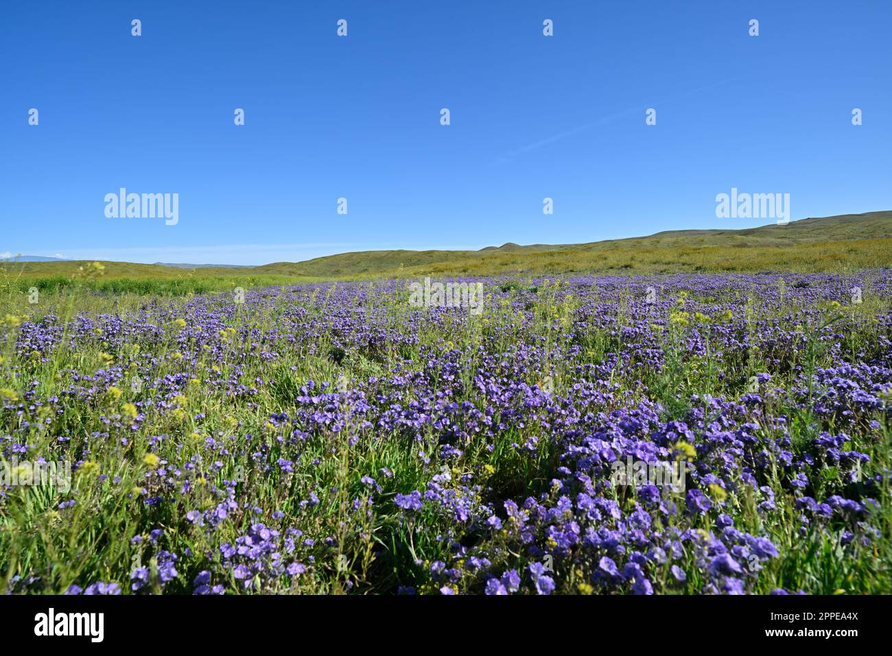 California Super Bloom Wildflower - Carrizo Plain Stock Photo - Alamy