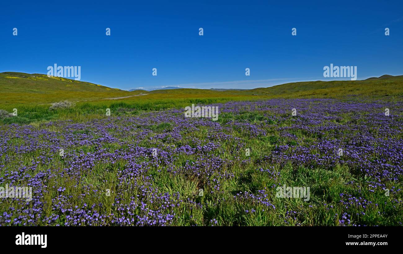 California Super Bloom Wildflower - Carrizo Plain Stock Photo - Alamy