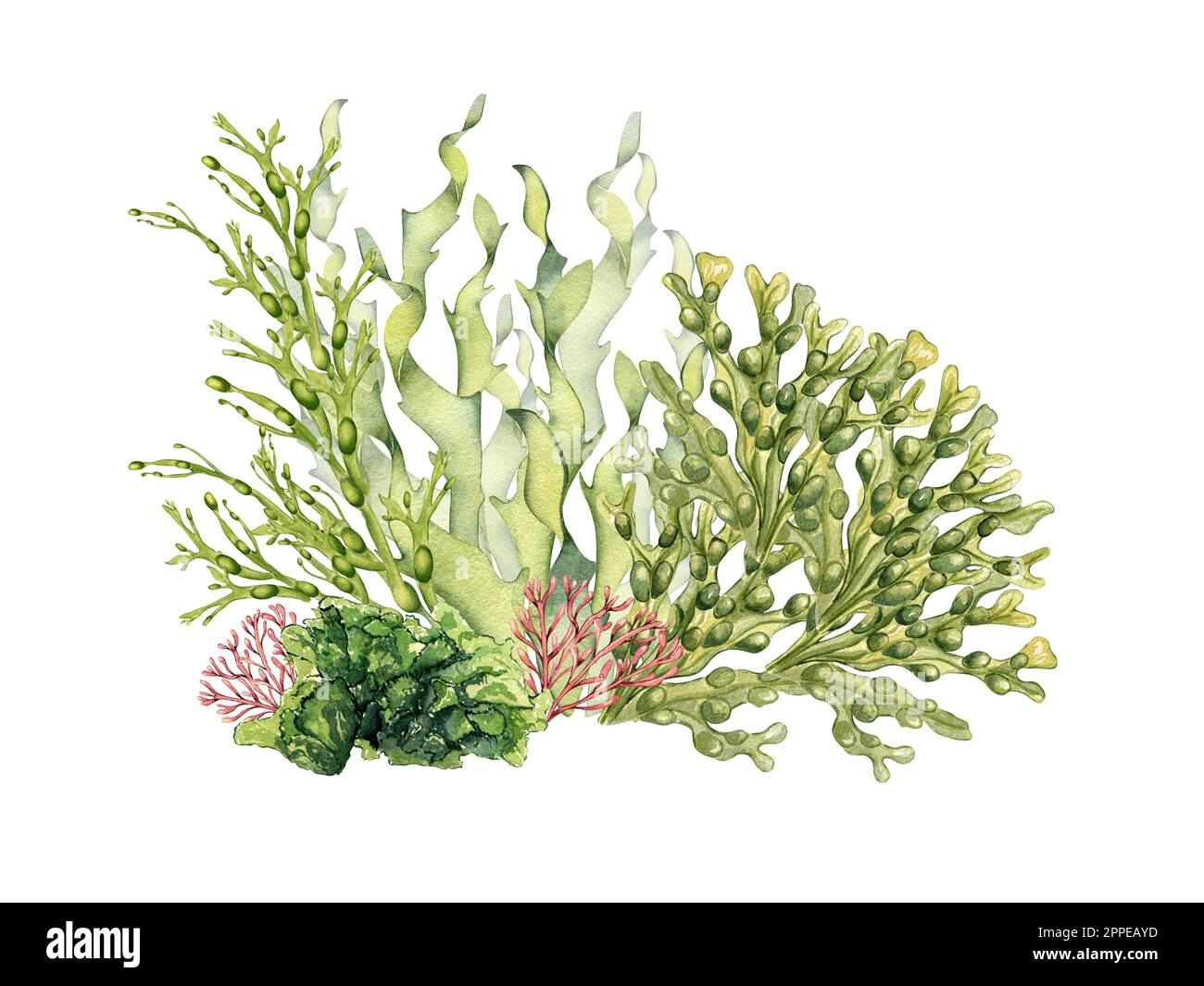 Composition of green sea plants watercolor illustration isolated on ...