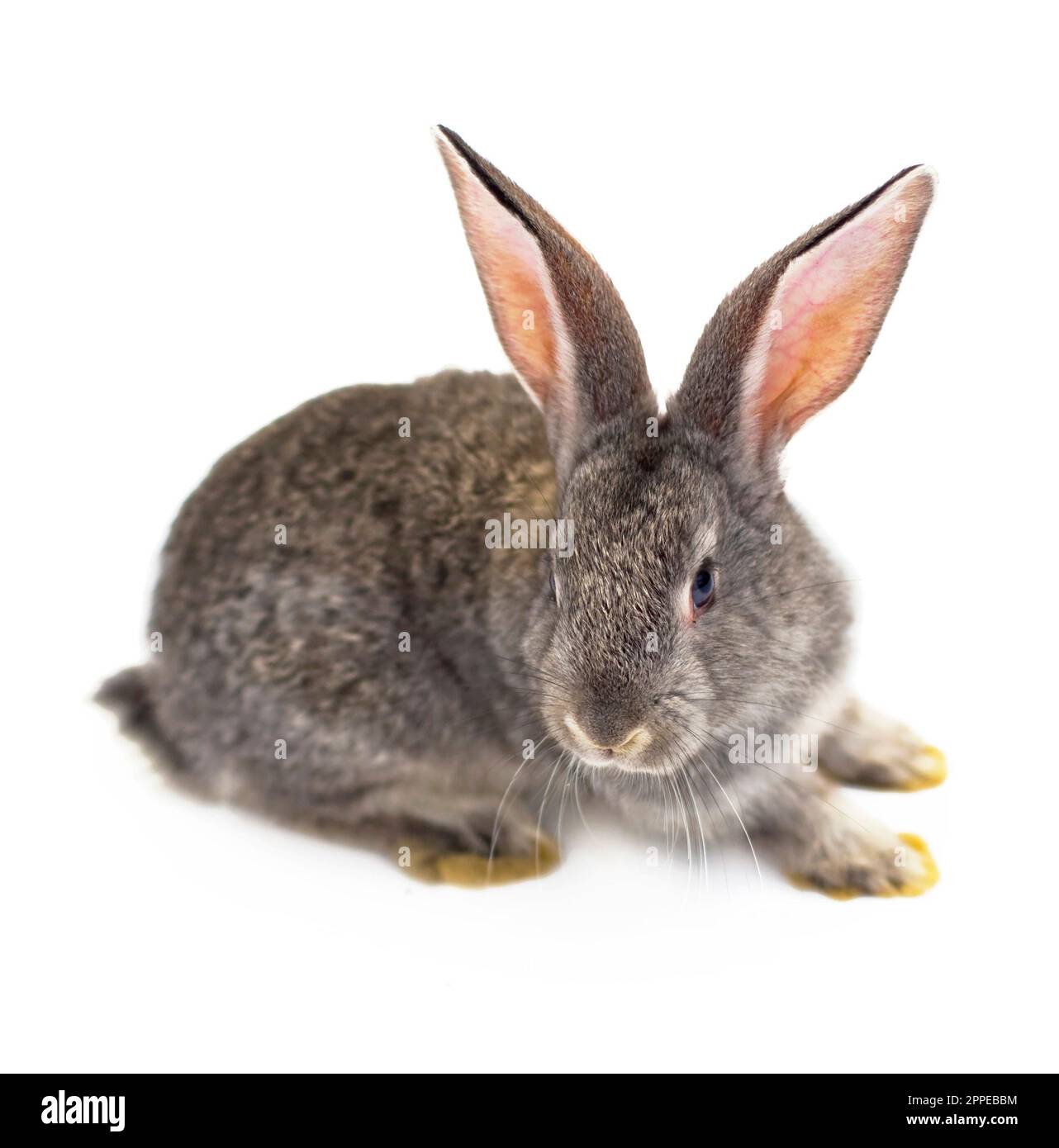 grey rabbit. Organic livestock. Young gray rabbit isolated on a white ...