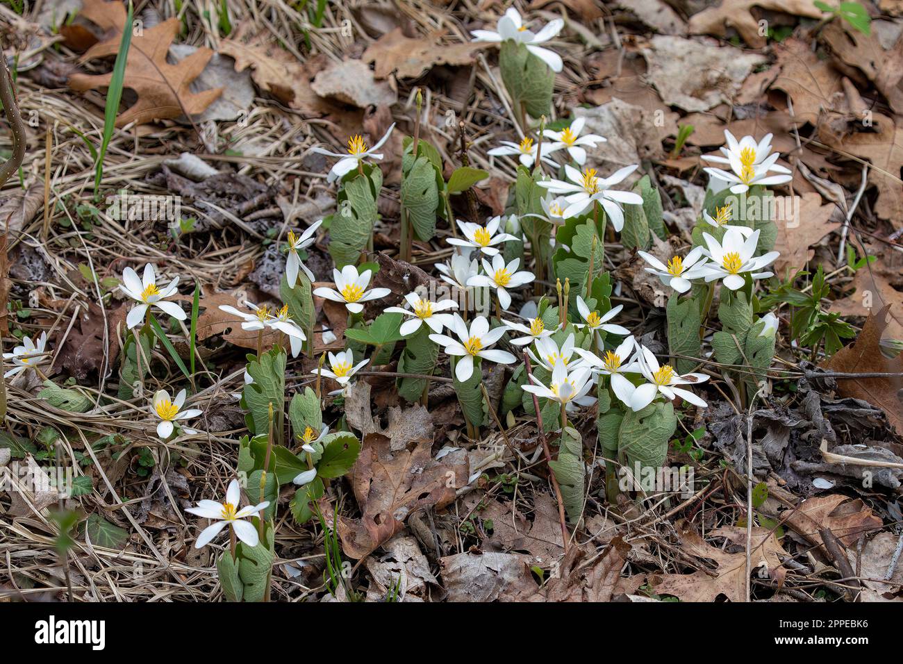 Sanguinaria canadensis, commonly called bloodroot. Natural scene from ...