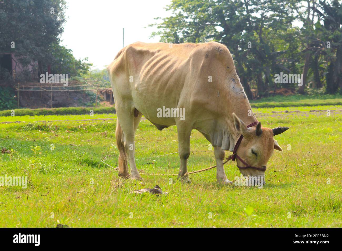 Play cow hi-res stock photography and images - Alamy