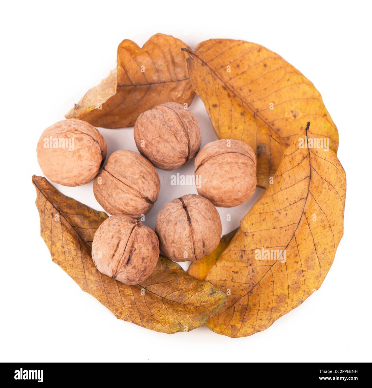 Fresh ripe Walnut isolated on a white background Stock Photo - Alamy