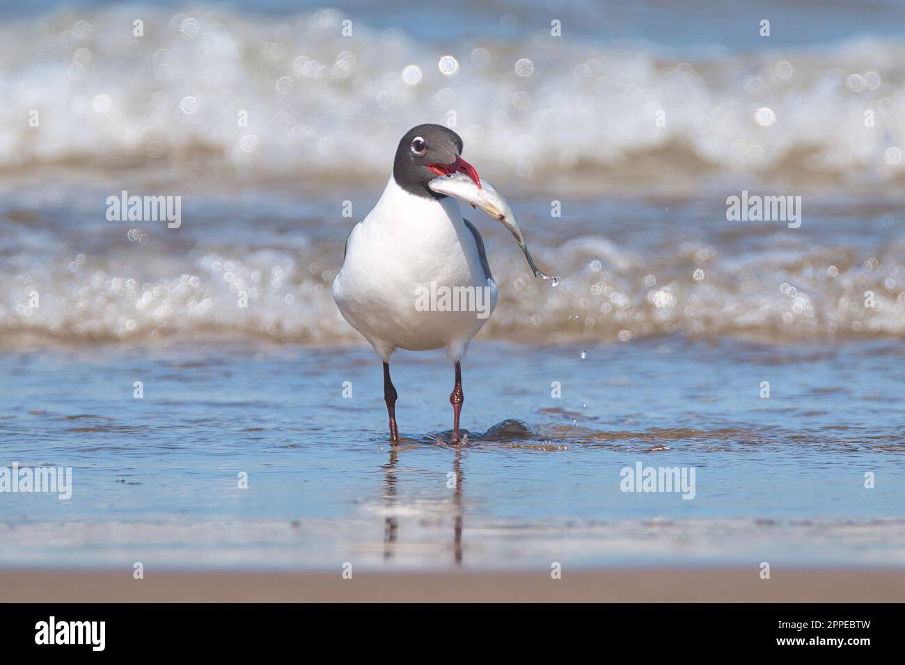 Wading Seagull with Fish Stock Photo - Alamy