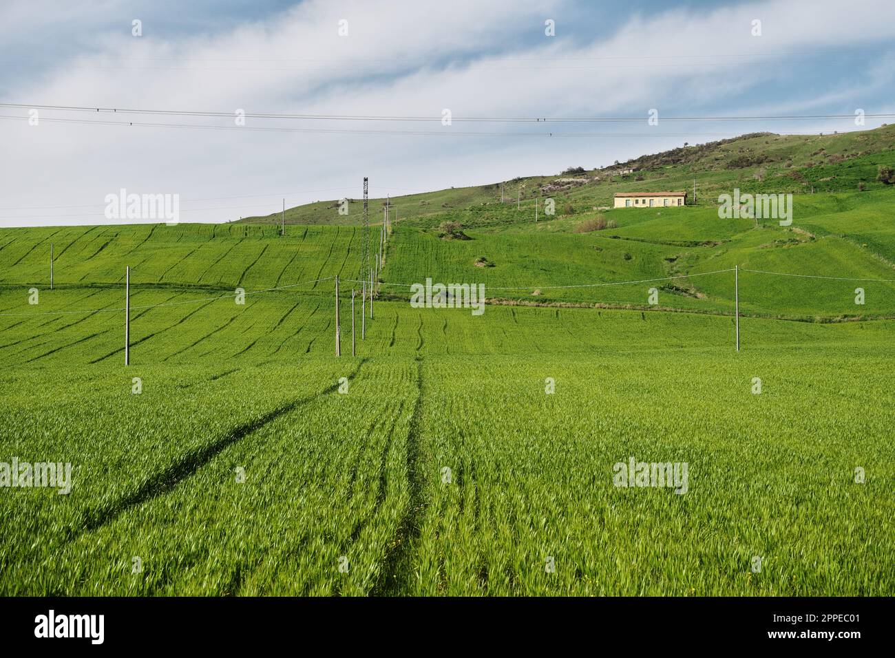 green grass field in Sicily, Italy Stock Photo - Alamy