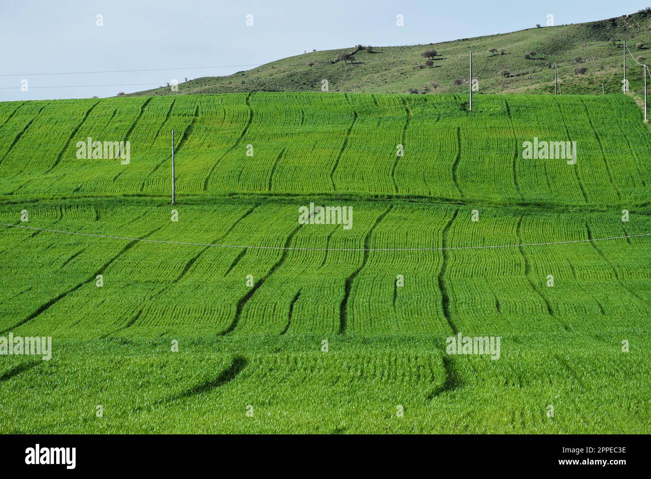 green grass field in Sicily, Italy Stock Photo - Alamy