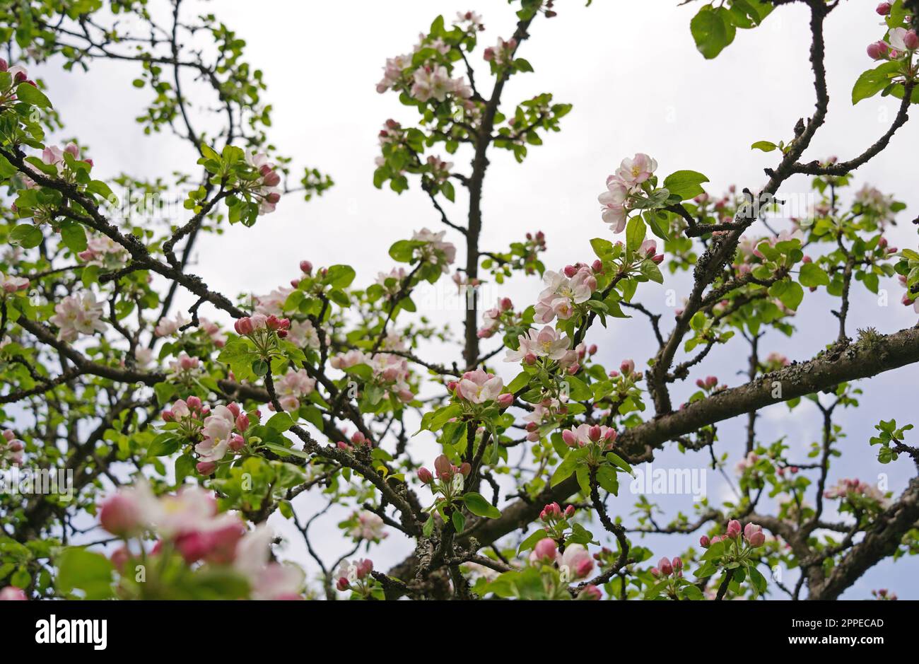 Beautiful old apple tree hi-res stock photography and images - Alamy
