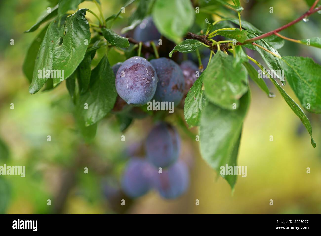 selective focus. Ripe blue purple plums in the plum garden. Agriculture ...
