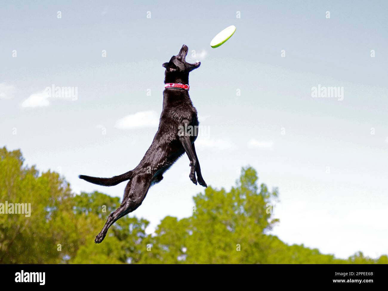 Dock diving dog hi-res stock photography and images - Alamy