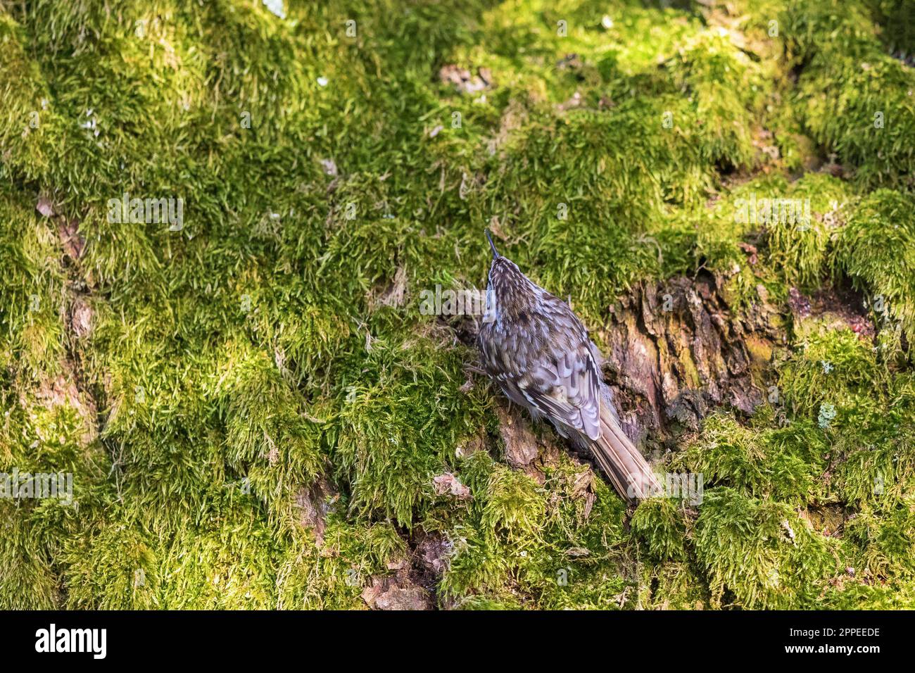 Creeping on moos hi-res stock photography and images - Alamy