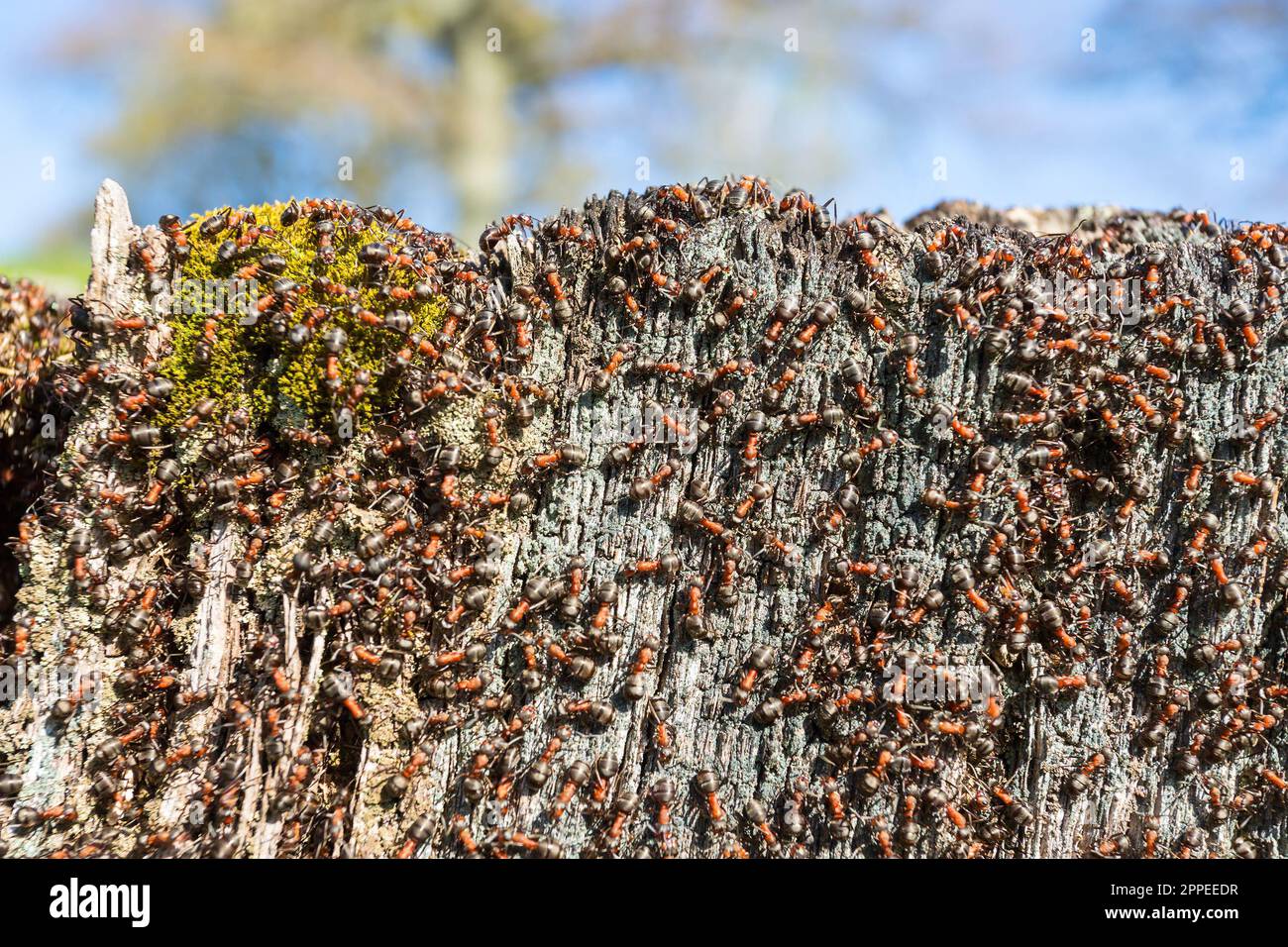 Ant colony on a tree stump Stock Photo - Alamy
