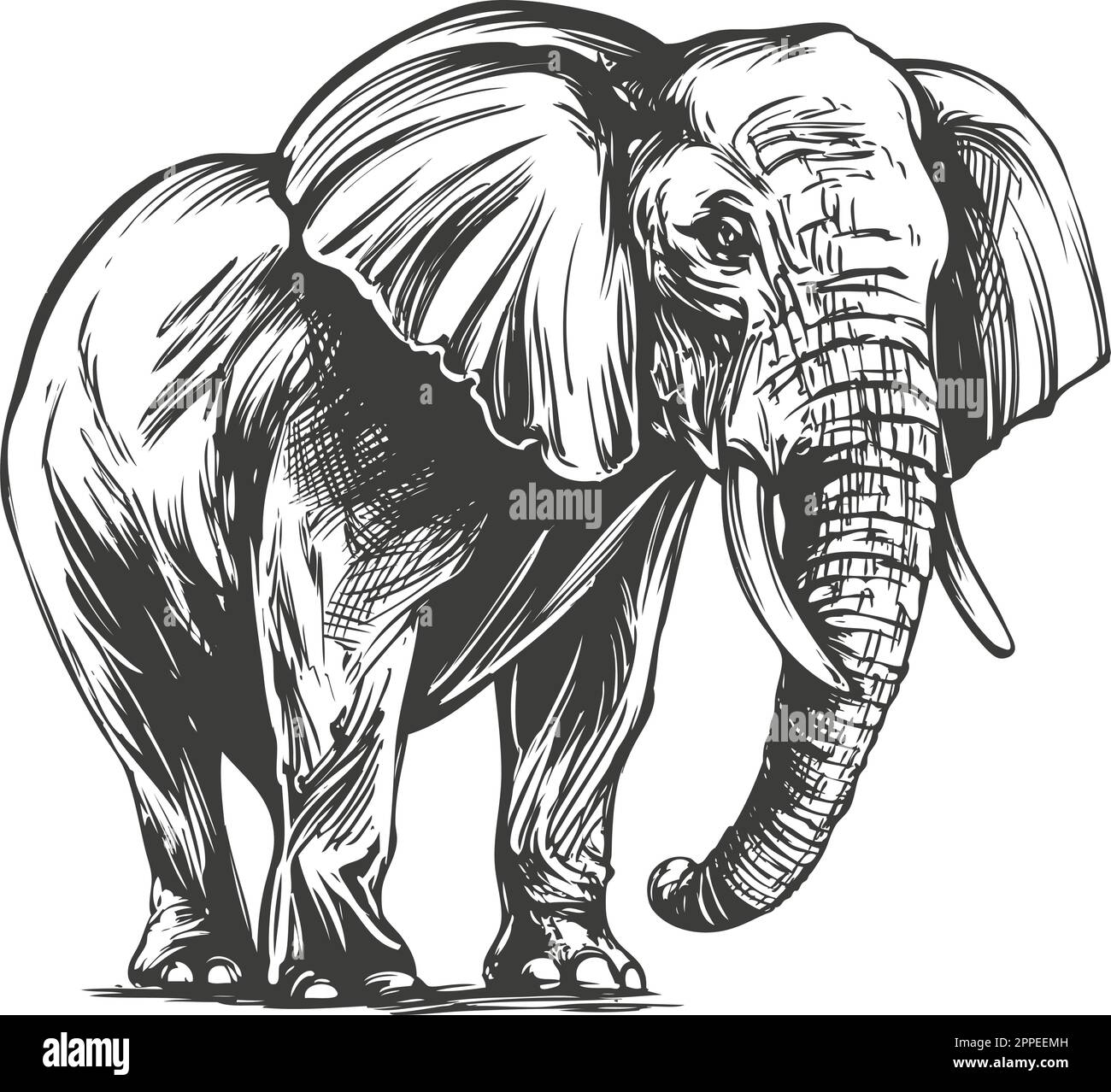 elephant big animal hand drawn vector illustration realistic sketch ...