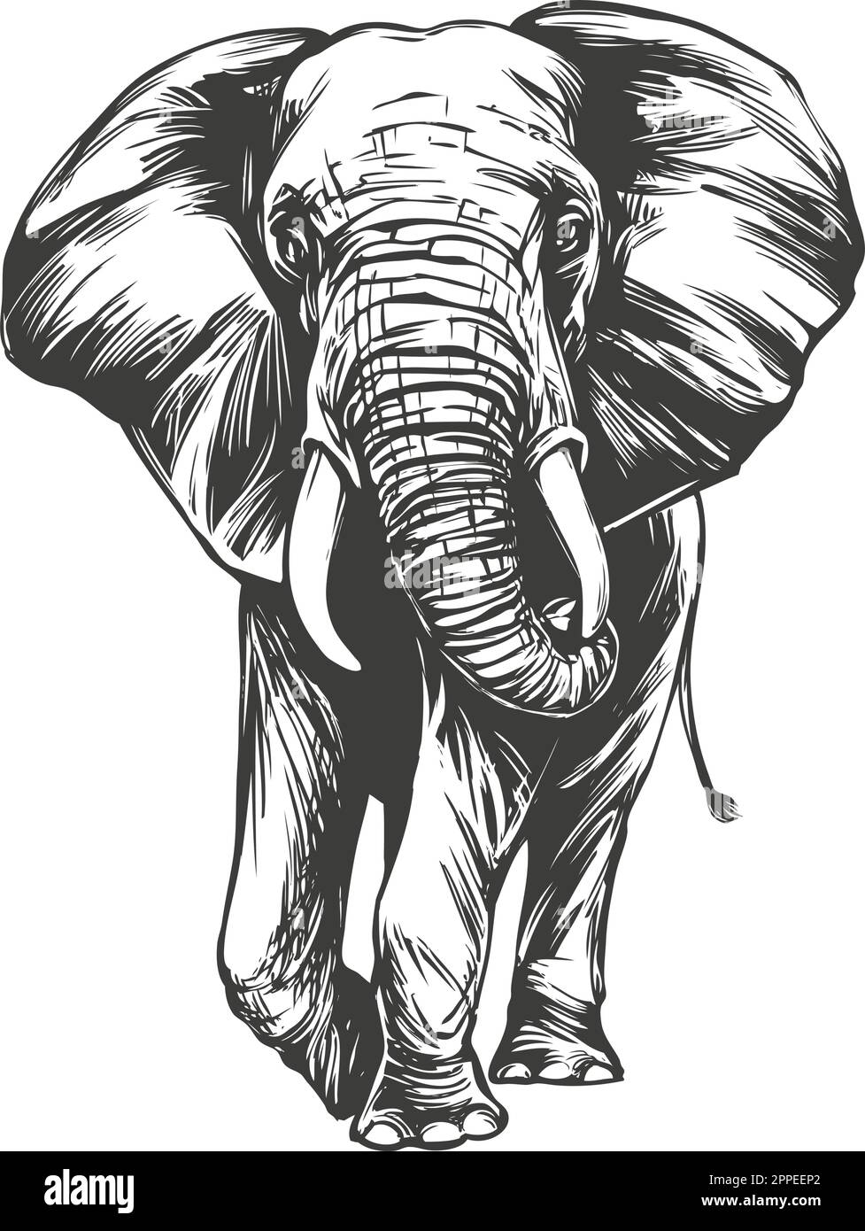 elephant big animal hand drawn vector illustration realistic sketch ...