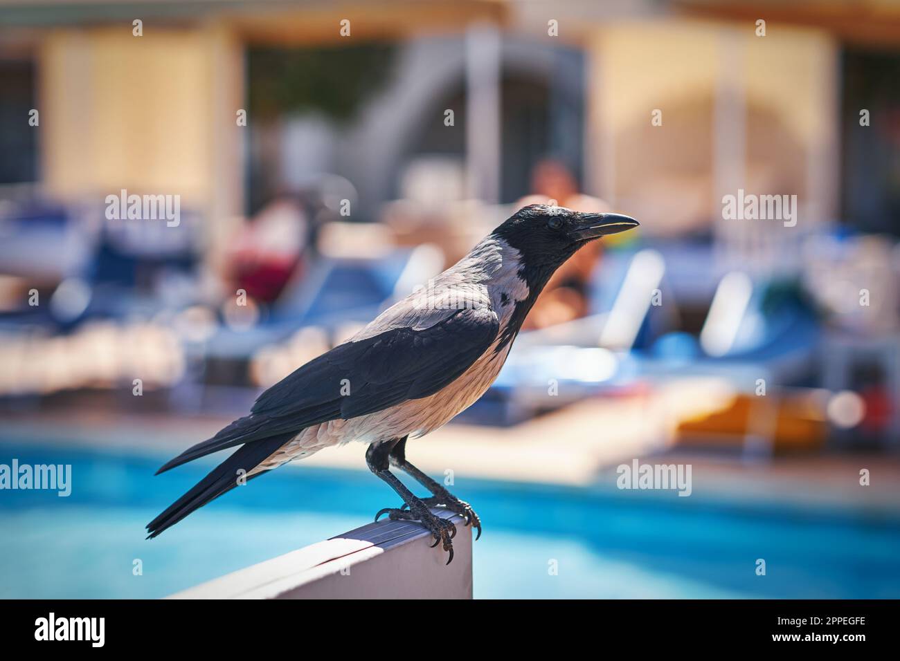 Image of a bird over pool in the resort Stock Photo - Alamy