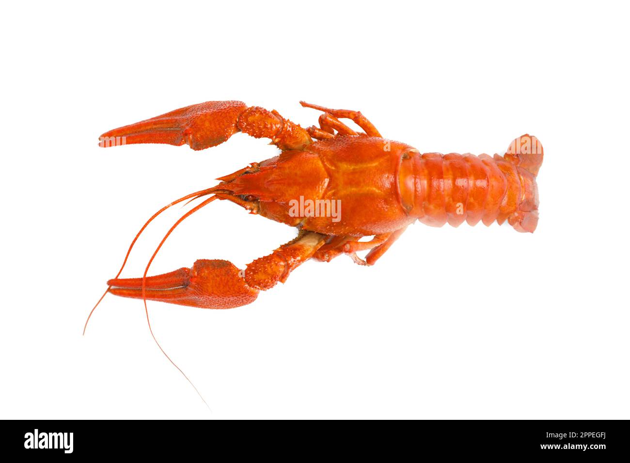 Delicious boiled crayfish isolated on white, top view Stock Photo - Alamy