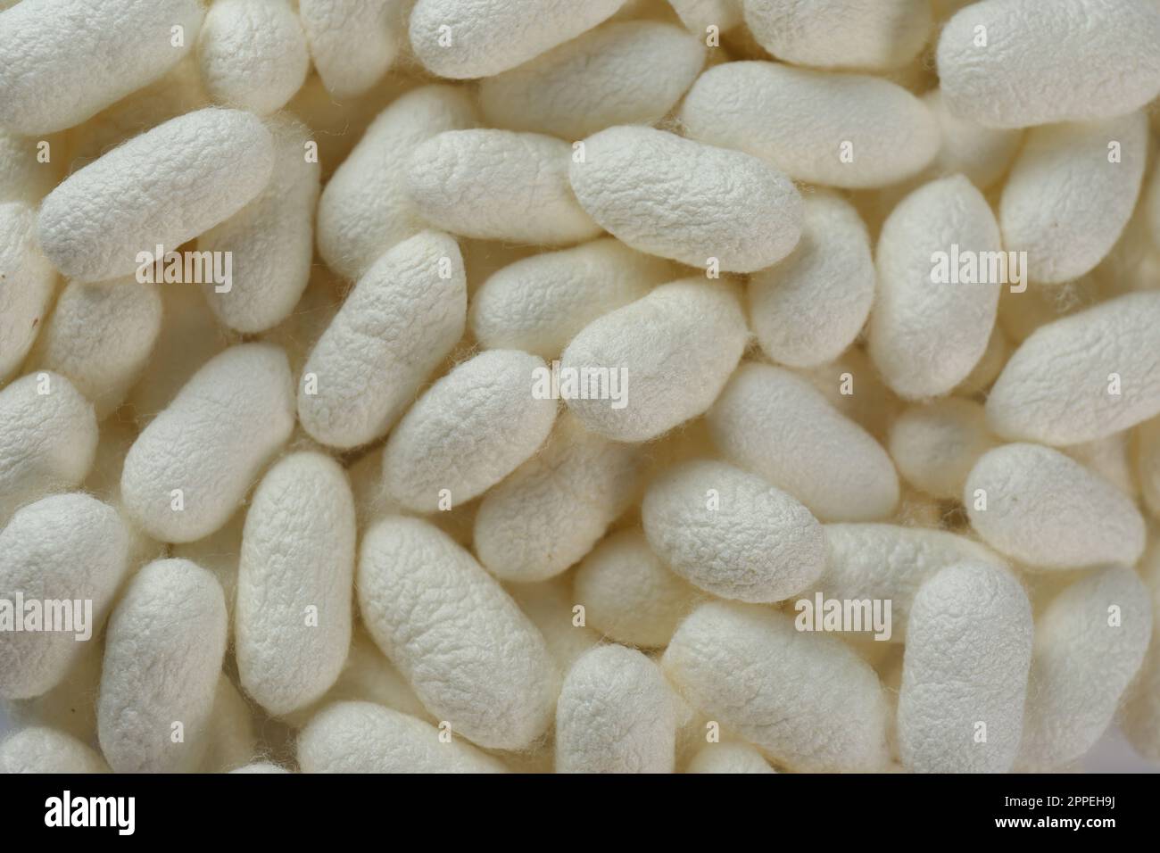 Pile of natural silkworm cocoons as background, closeup Stock Photo - Alamy