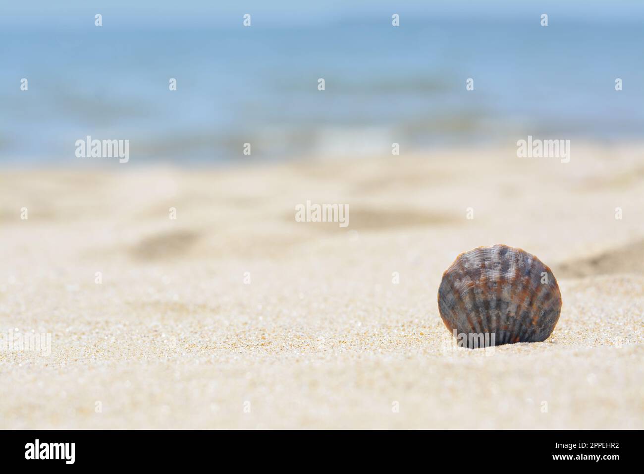 Shell in sand on beach hi-res stock photography and images - Alamy