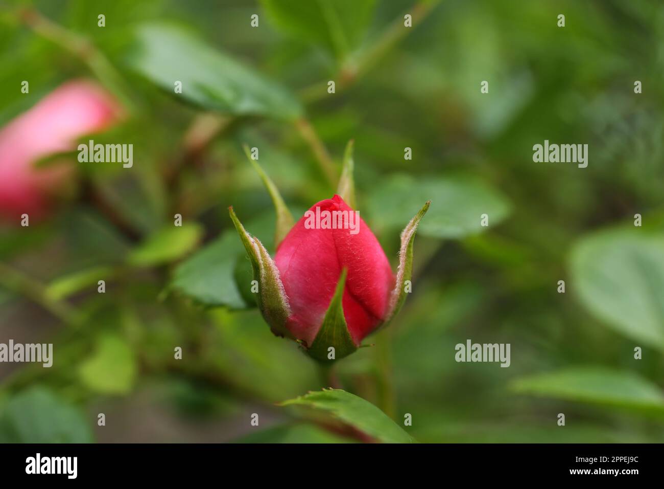 Beautiful pink rose bud in garden, closeup Stock Photo - Alamy